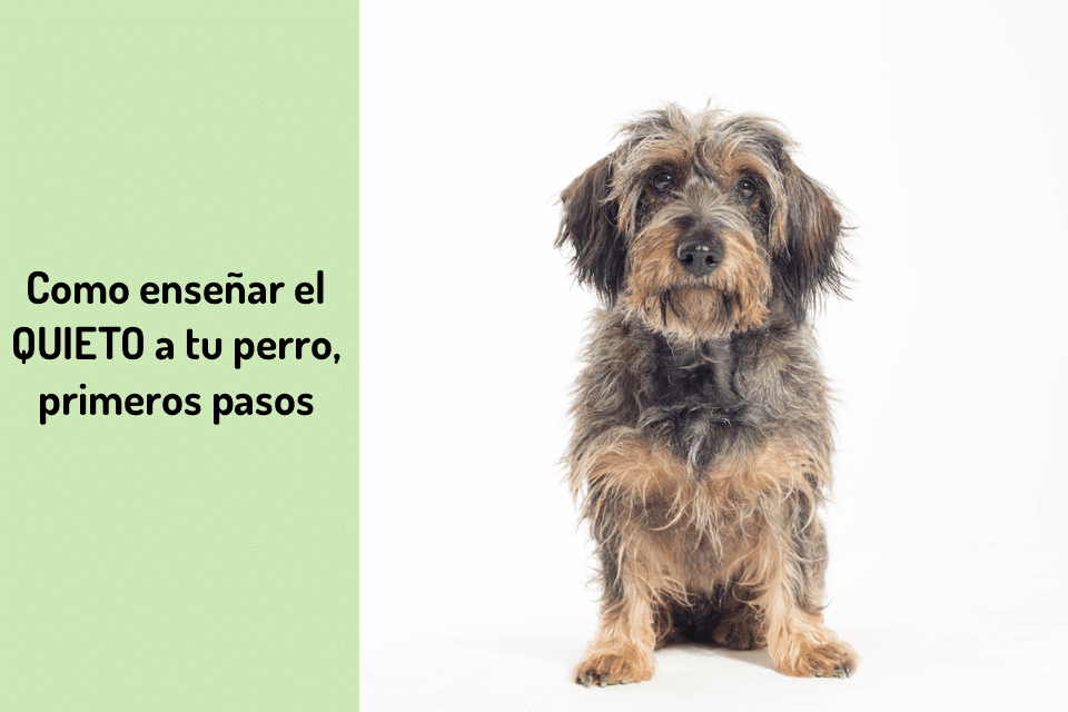 Cómo enseñar el quieto a tu perro ⏰ - Cursos de Adiestramiento Online